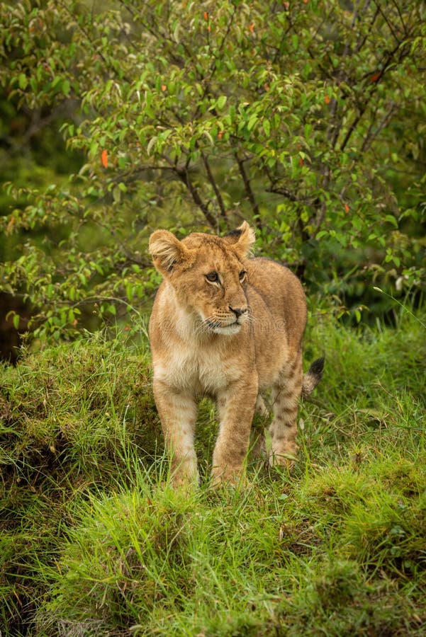 Lion Cub Stands by Bushes Looking Right Stock Photo - Image of game ...