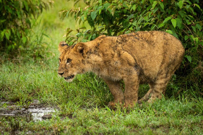 Lion Cub Stands by Bushes Staring Left Stock Photo - Image of landscape ...