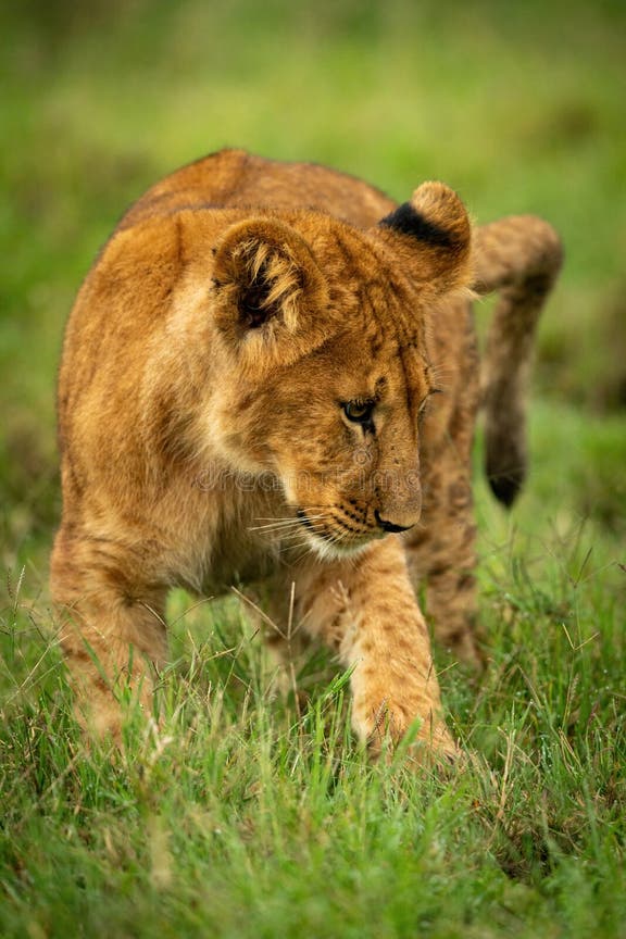 Lion Cub Stands in Grass Looking Down Stock Photo - Image of baby, bush ...