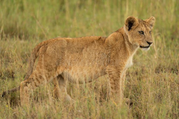 Lion Cub Stands in Grass in Profile Stock Photo - Image of predator ...
