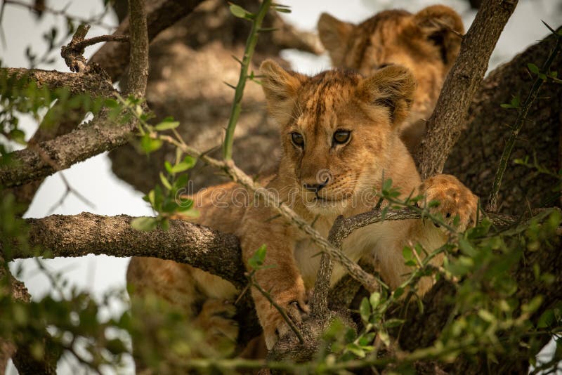 Lion Cub Stands Looking Down from Branch Stock Photo - Image of looking ...