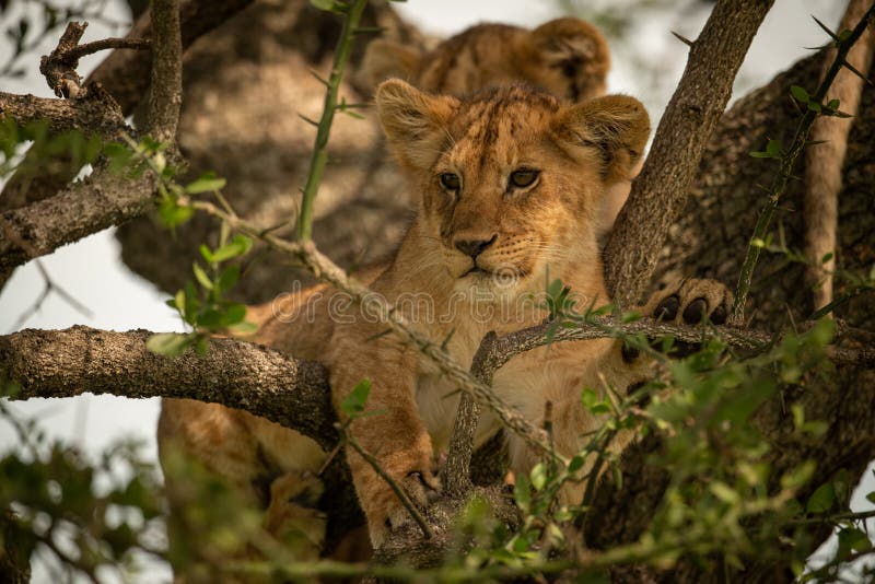 Lion Cub Stands Looking Down through Branches Stock Image - Image of ...