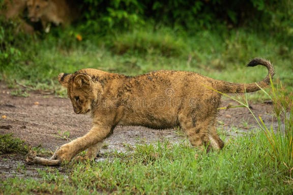 Lion Cub Stands Playing with Stick on Ground Stock Image - Image of ...