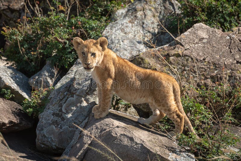 Lion Cub Stands on Rock Looking Down Stock Image - Image of drive ...