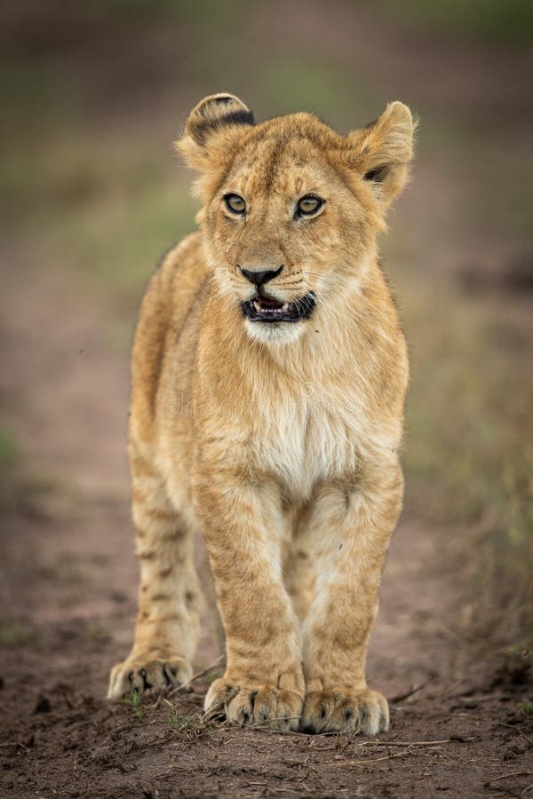 Lion Cub Stands on Track Looking Left Stock Photo - Image of mammal ...