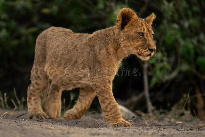 Lion Cub Stands Turning Round on Sand Stock Photo - Image of lodge ...