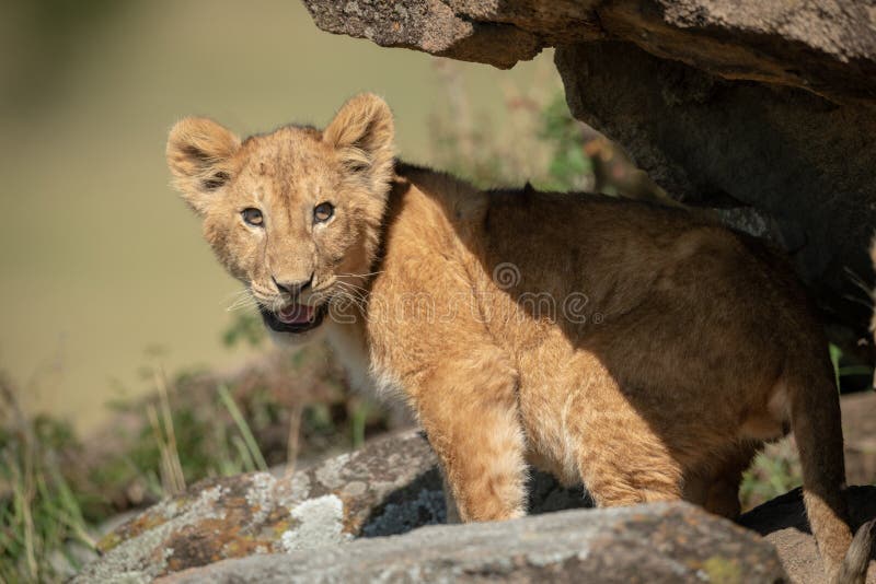 Lion Cub Stands Under Rock Looking Back Stock Image - Image of drive ...