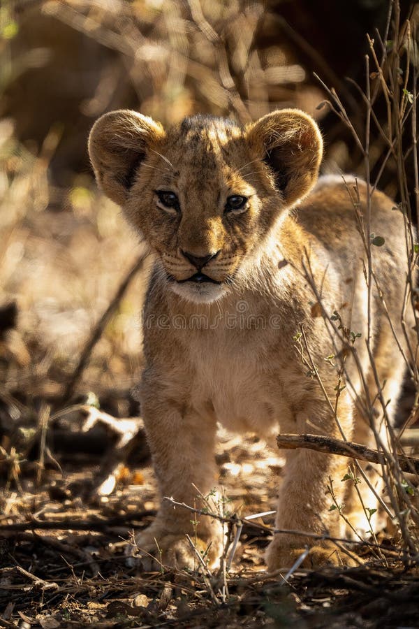 Lion Cub Stands Watching Camera among Bushes Stock Photo - Image of ...