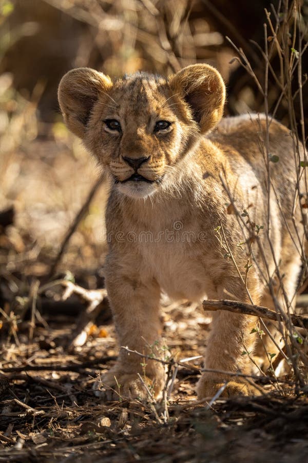 Lion Cub Stands Watching Camera with Catchlights Stock Image - Image of ...