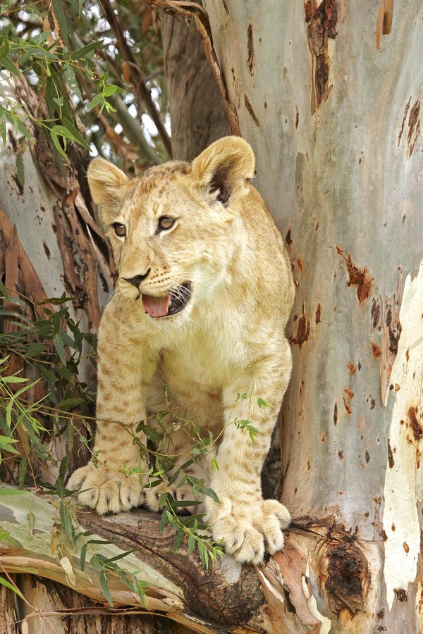 Lion cub in a tree stock image. Image of branch, south - 7596893