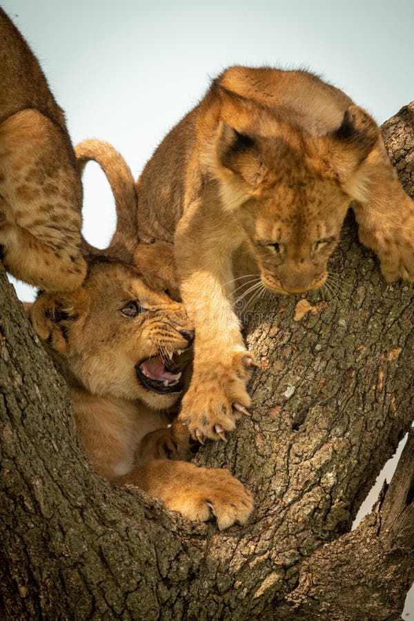 Lion Cub in Tree Growls at Another Stock Image - Image of daylight ...