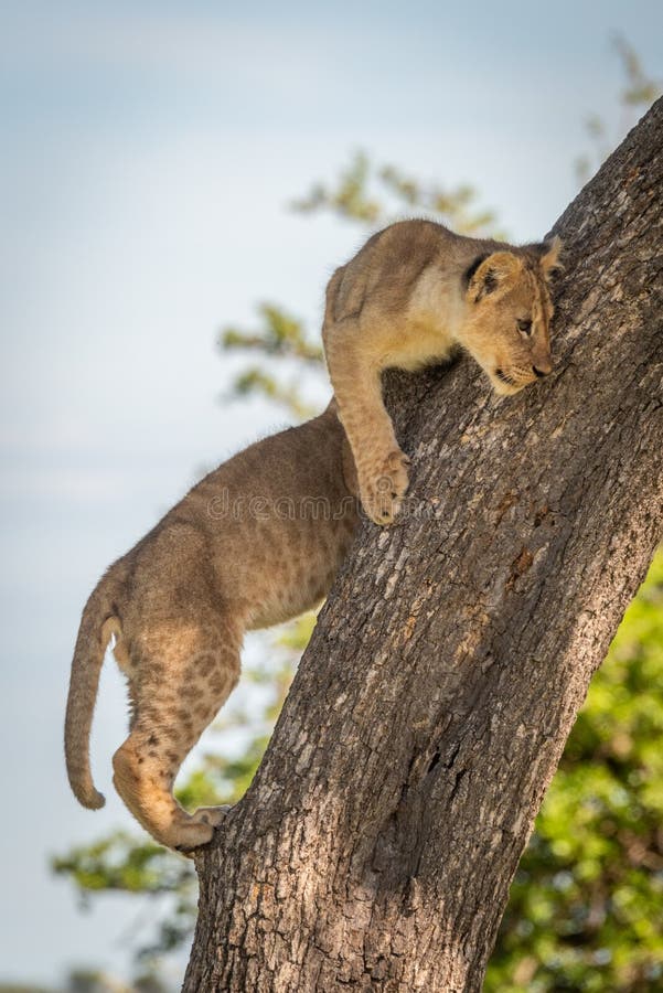 Lion Cub on Tree Trunk beside Another Stock Image - Image of tree ...