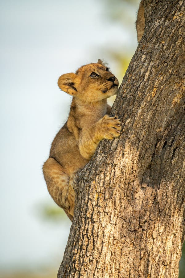 Lion Cub on Tree Trunk Looking Up Stock Image - Image of tanzania ...