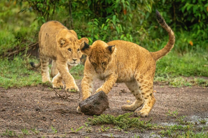 Lion Cub Watches Another Playing with Stone Stock Photo - Image of ...