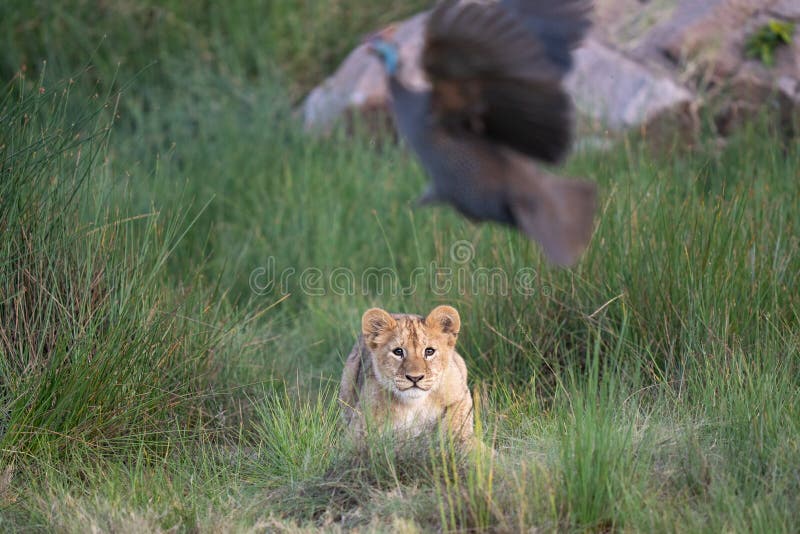 Lion Cub Watching a Bird Flying in Front of Him Stock Photo - Image of ...