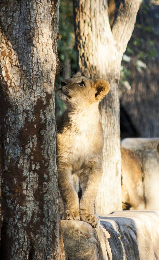 Lion cubs stock photo. Image of blue, animallovers, predator - 89359818