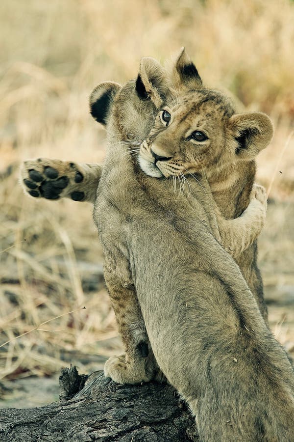 Lion cubs hugging stock image. Image of conservation - 131336423