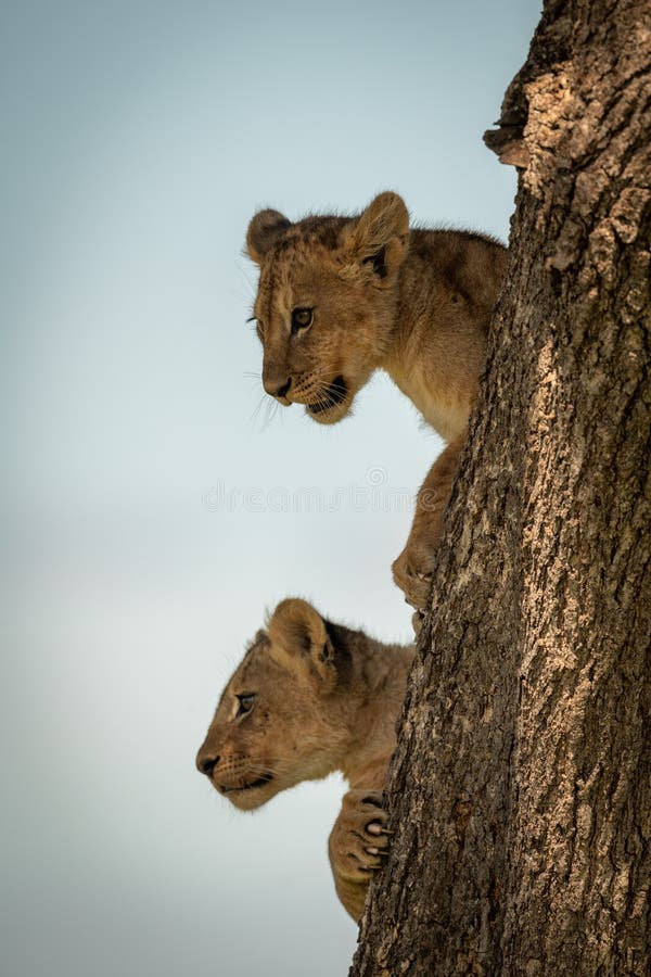 Lion Cubs Looking Out from Tree Trunk Stock Photo - Image of daylight ...