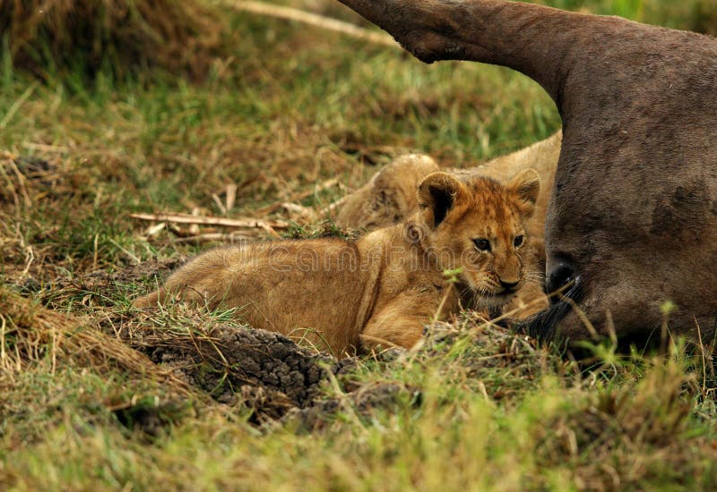 Lion Cubs Near a Wildebeest Carcass Stock Image - Image of wild, mara ...
