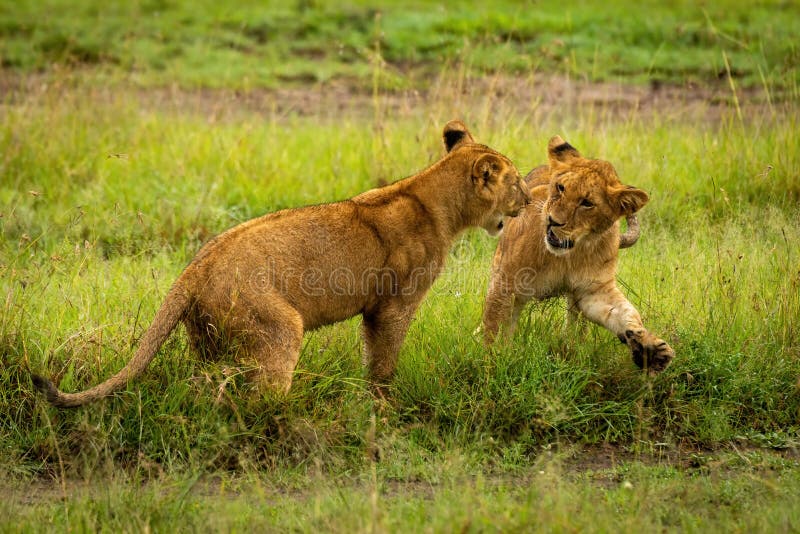 Lion Cubs Play Fight by Muddy Track Stock Photo - Image of fighting ...