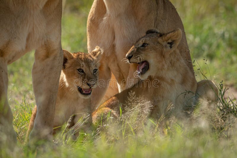 Lion Cubs Sit Baring Teeth by Mothers Stock Photo - Image of predator ...