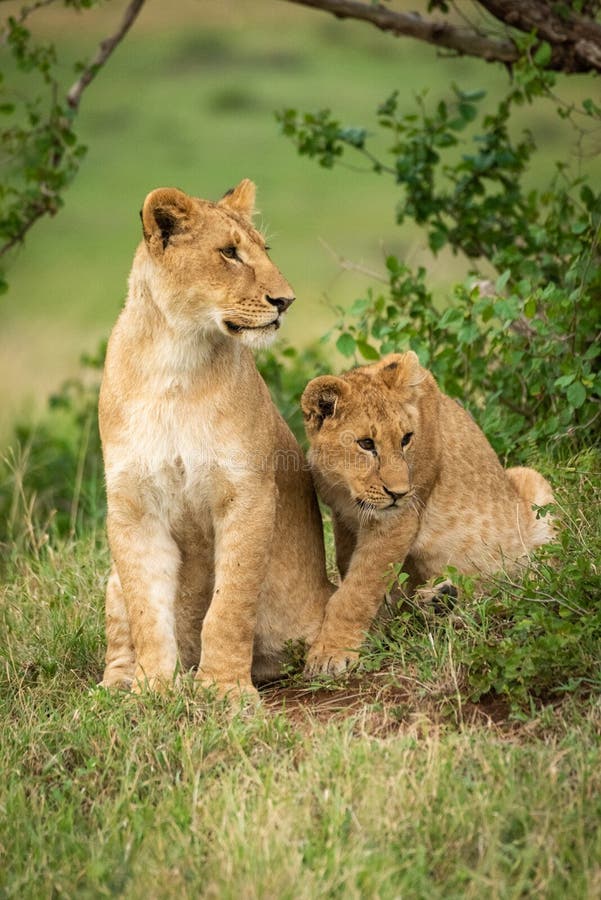Lion Cubs Sit in Bushes Looking Right Stock Photo - Image of mara, bush ...