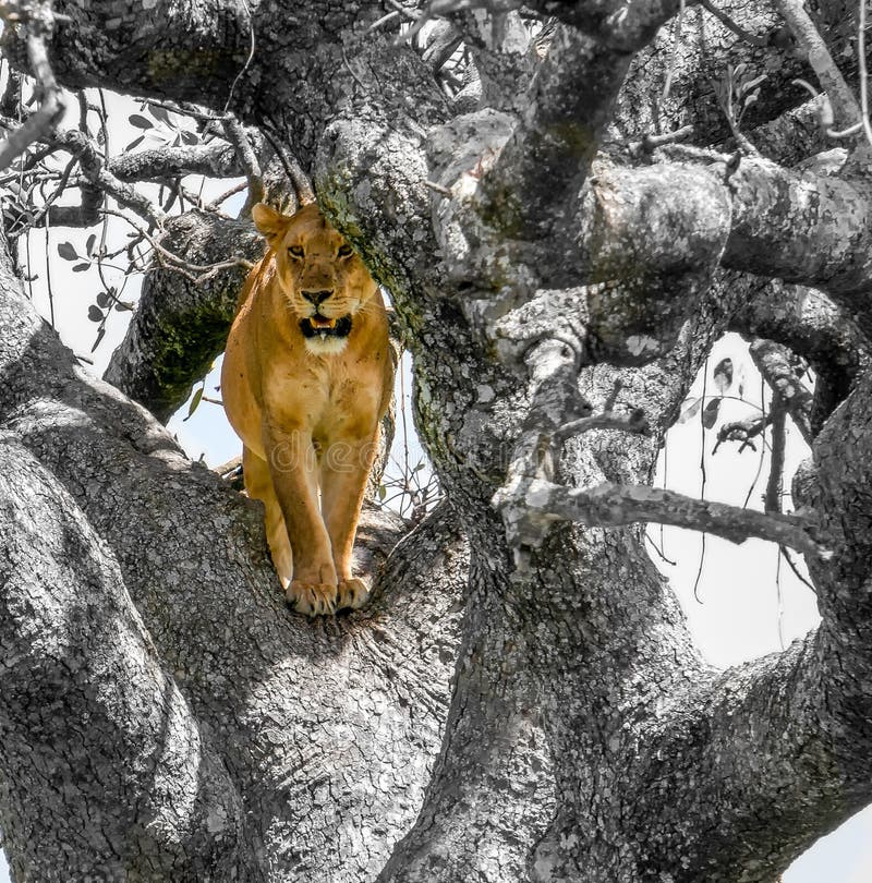15,872 Lion Sur L Arbre Photos libres de droits et gratuites de Dreamstime