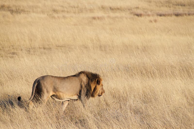 Lion dans la savane photo stock. Image du sauvage, namibie - 22617280