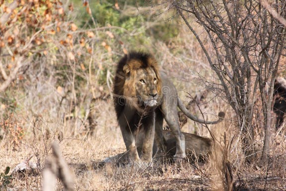 329,288 Photos de Lion Inside - Photos de stock gratuites et libres de ...