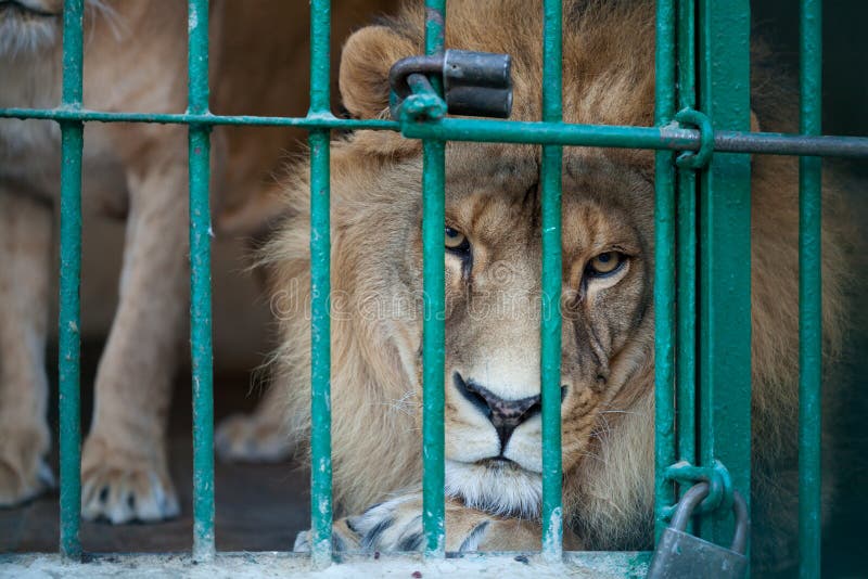 Beau lion dans une cage photo stock. Image du durée, lion - 81756696