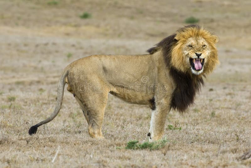 Lion de conduite photo stock. Image du mûr, crinière, gêné - 5364388