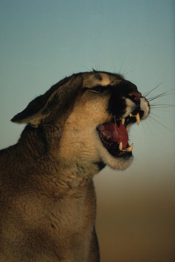 Lion Grognon photo stock. Image of félin, sauvage, agression - 8827438