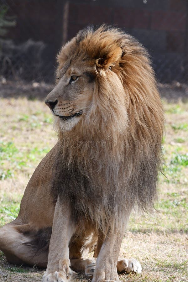 Lion de l'Afrique photo stock. Image du afrique, habitats - 138761886