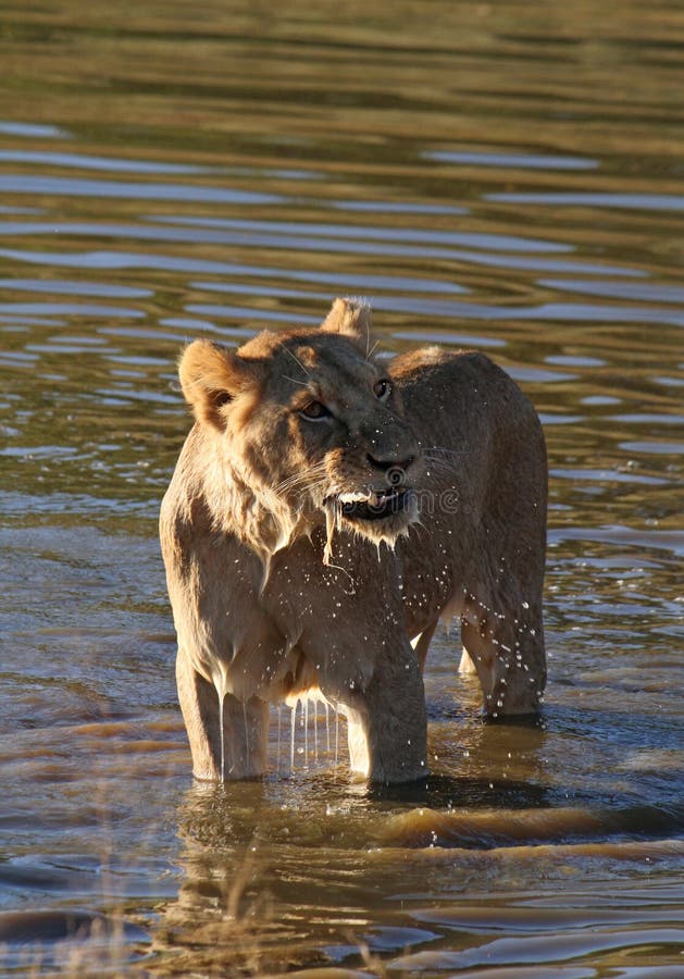 Lion Devouring a Piece of Its Prey in a Pond Stock Image - Image of ...