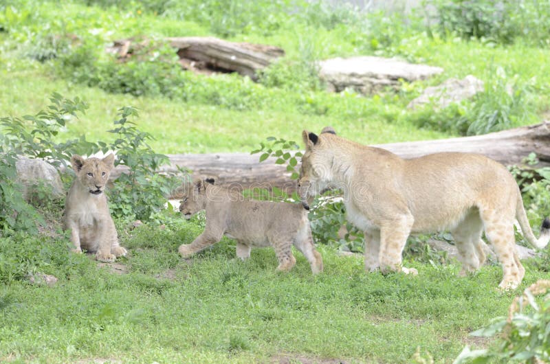 Lion discipline stock image. Image of sisters, correct - 26709521