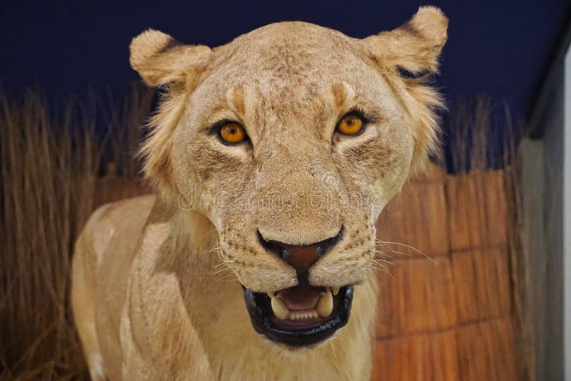 Lion Display in the Field Museum Editorial Stock Photo - Image of fauna ...