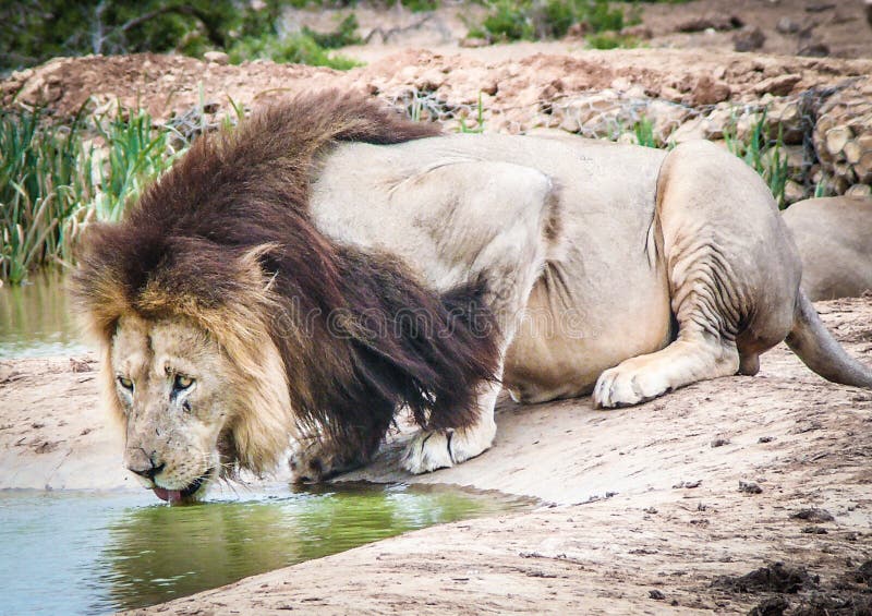 Lion drinking water stock photo. Image of africa, male - 37898592