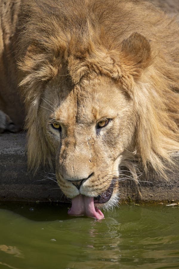 1,527 Drinking Lion Water Stock Photos - Free & Royalty-Free Stock ...