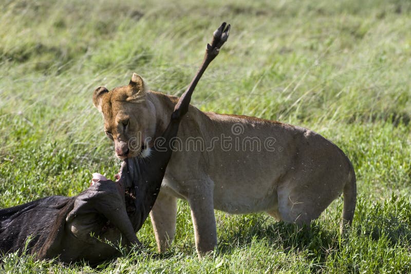 Lion eating stock image. Image of food, gourmet, eating - 17372255