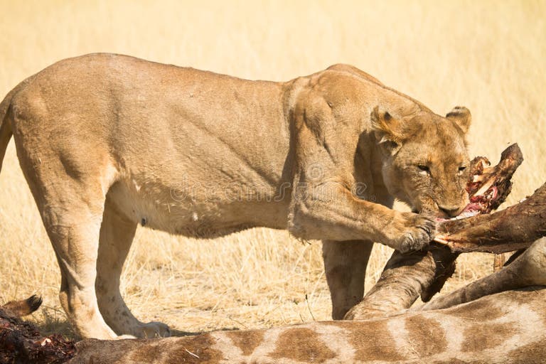 Lion eating stock image. Image of game, feed, fierce - 17925205