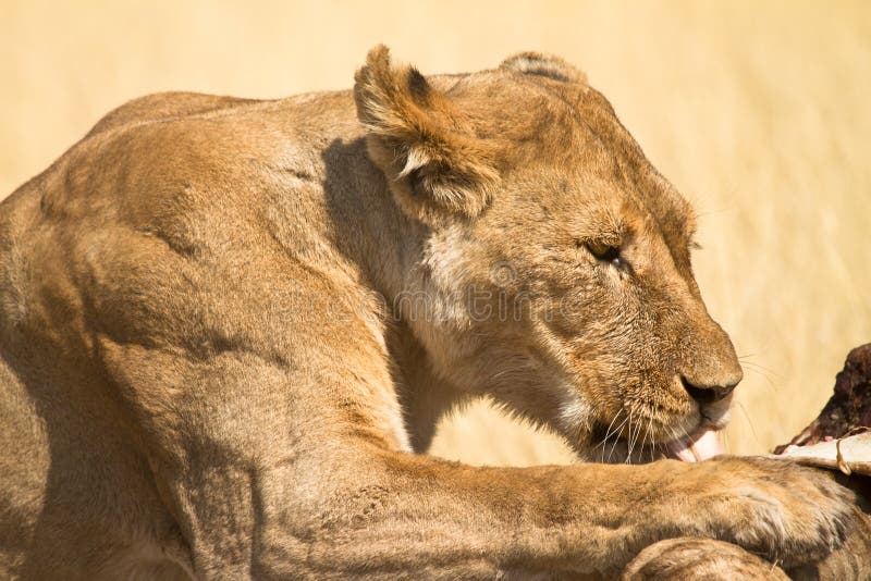 Lion eating stock image. Image of head, east, chewing - 17927931