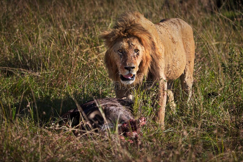 Lion Eating Its Prey in Masai Mara, Kenya Stock Image - Image of ...