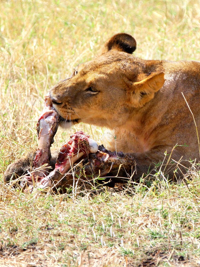 Lion Eating stock image. Image of hair, creature, beast - 32987691