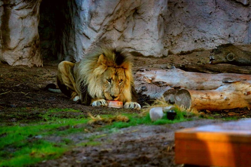 Lion eating stock photo. Image of mane, savanah, lion - 83460412