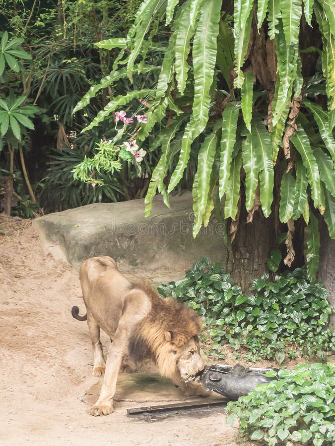 Lion With Prey stock image. Image of king, masai, eater - 26225941