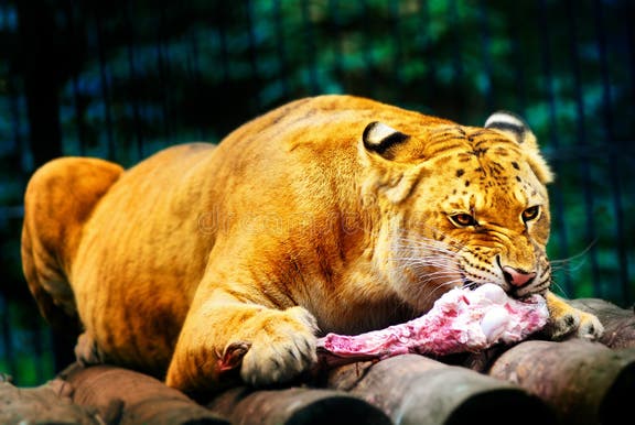 Lion Eats the Meat on the Bones Stock Photo - Image of horizontal ...