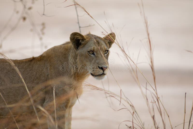 Lion Emerging from the Bush in Zambia Stock Image - Image of color ...
