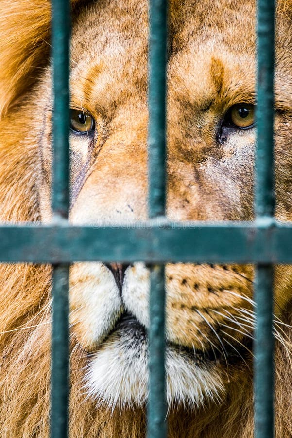 Lion en cage photo stock. Image du fond, bête, africain - 215134502