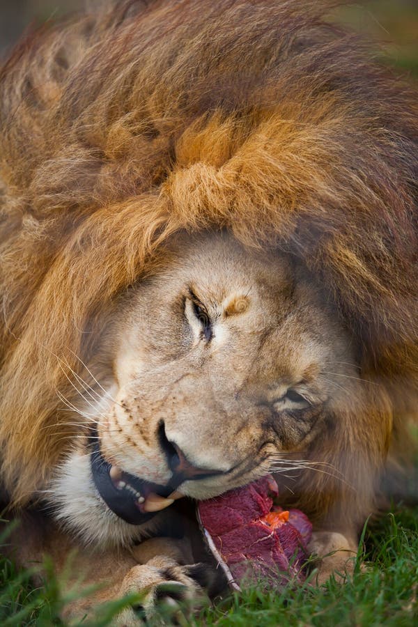 Lion Enjoying his food. stock photo. Image of hungry - 29496442