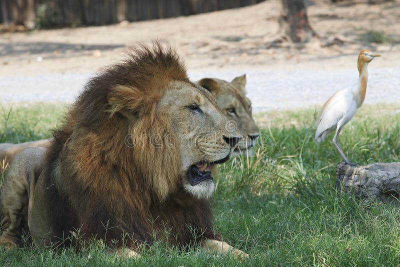 Lion Et Lionne Se Trouvant Sur Le Champ Vert Photo stock - Image du ...